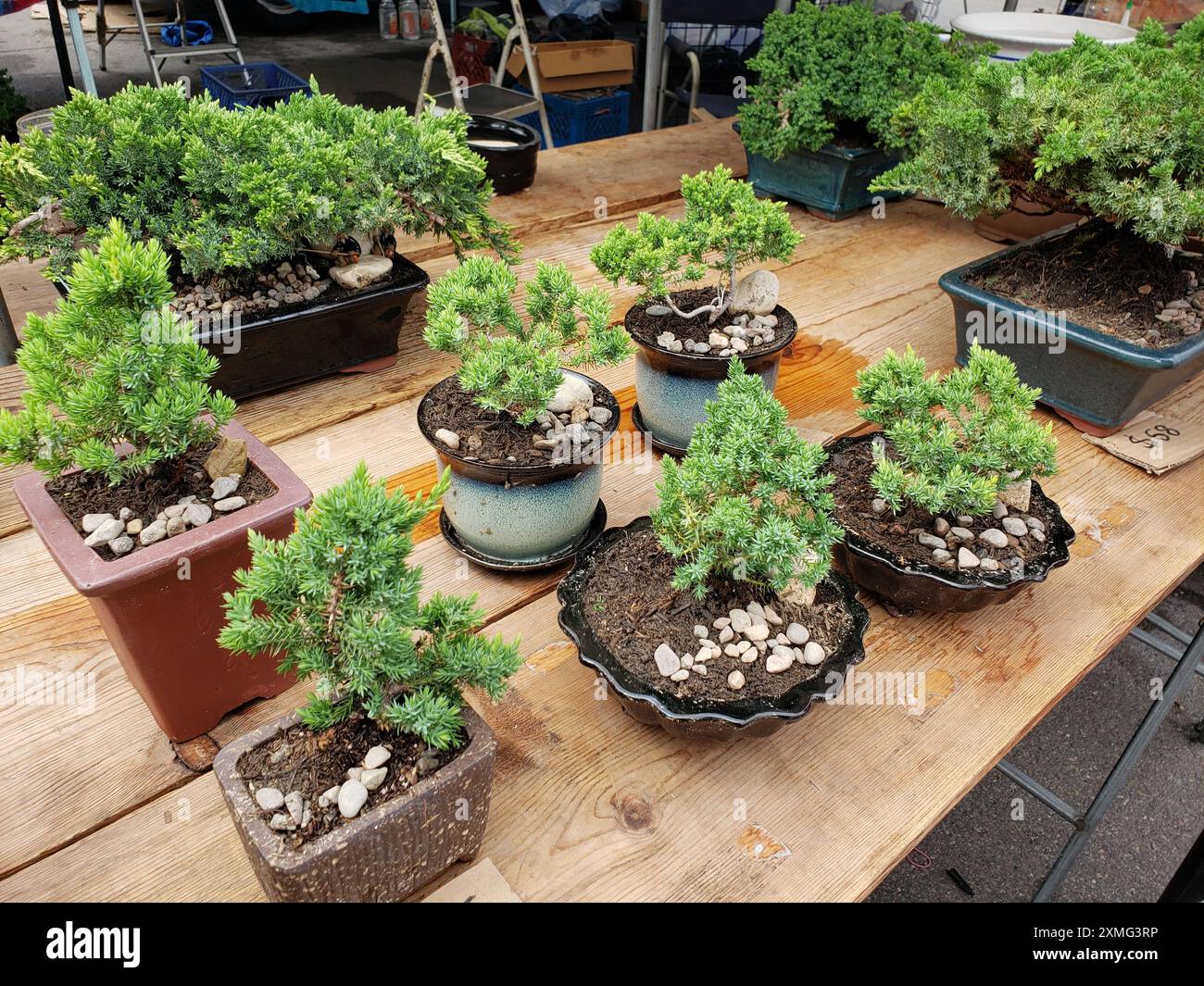 A view of several bonsai tree on display at a local swap meet Stock ...