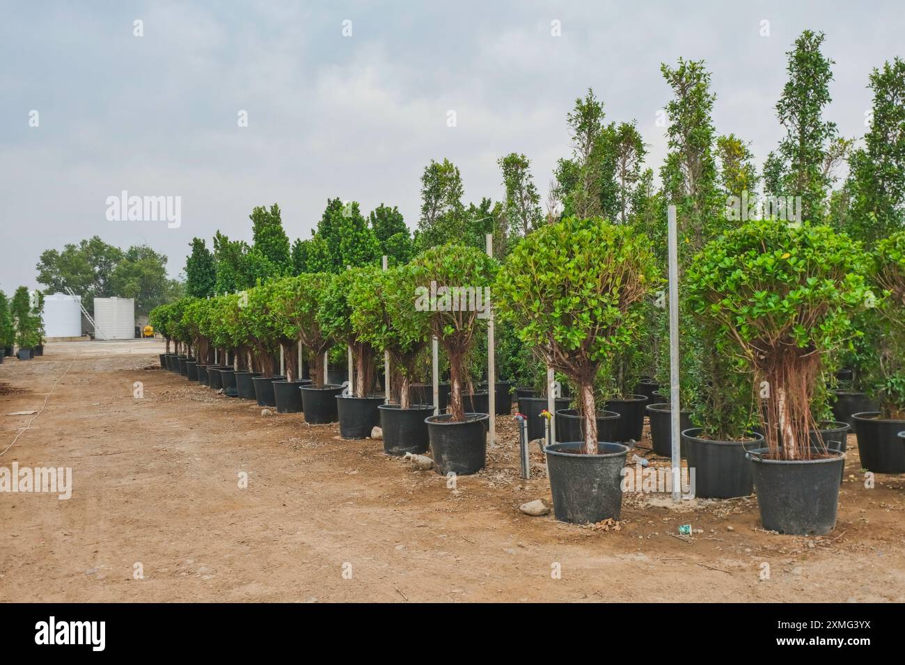 Outdoor wholesale plant nursery, garden center with potted plants. Rows ...