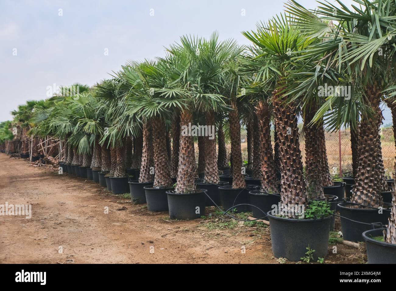 Outdoor wholesale plant nursery, garden center with lot of potted ...