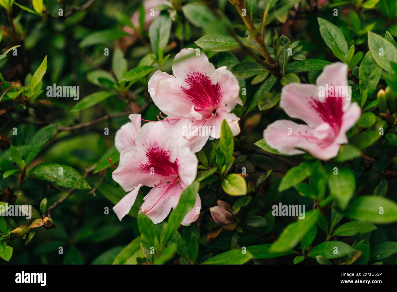 Indian azaleas - Rhododendron indicum pink bloom . High quality photo ...