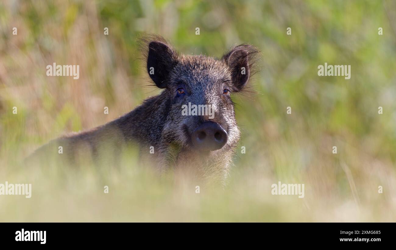 Portrait wild boar sus hi-res stock photography and images - Alamy