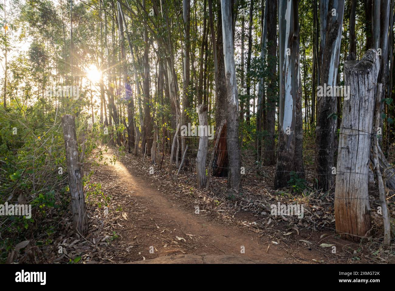 Streaming leaves hi-res stock photography and images - Alamy