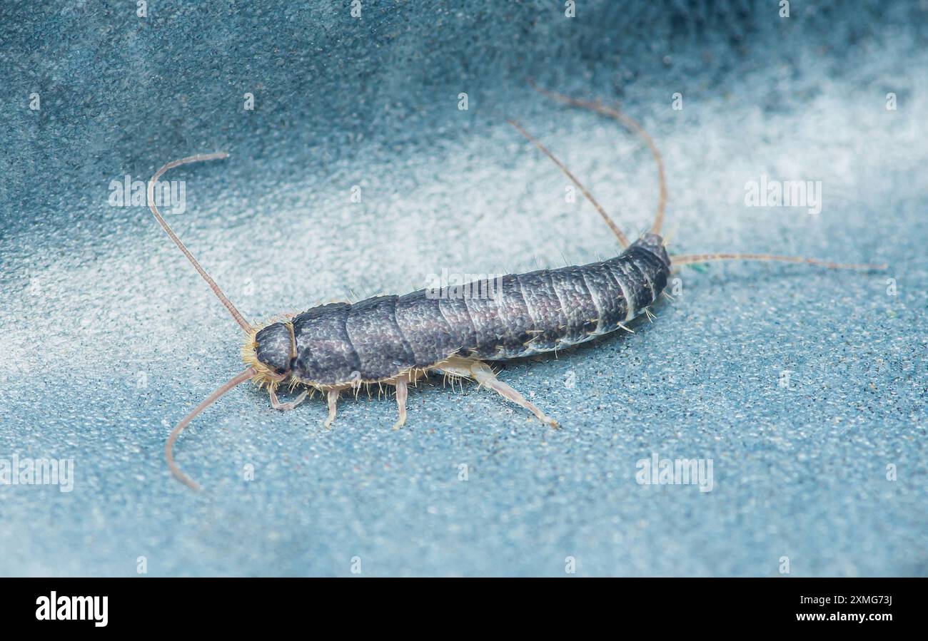 A Silverfish, Lepisma saccharinum on floor, Insect running on floor ...