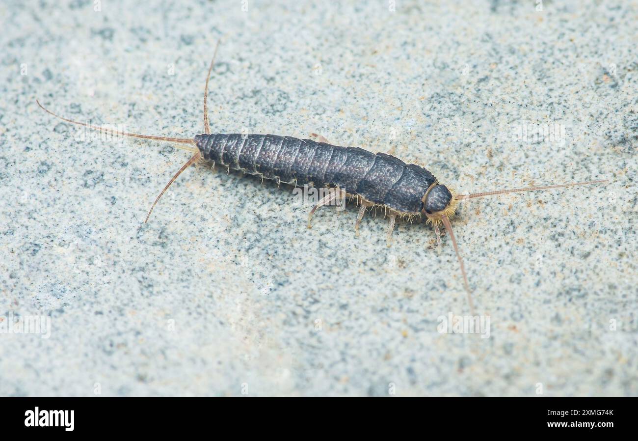 A Silverfish, Lepisma saccharinum on floor, Insect running on floor ...