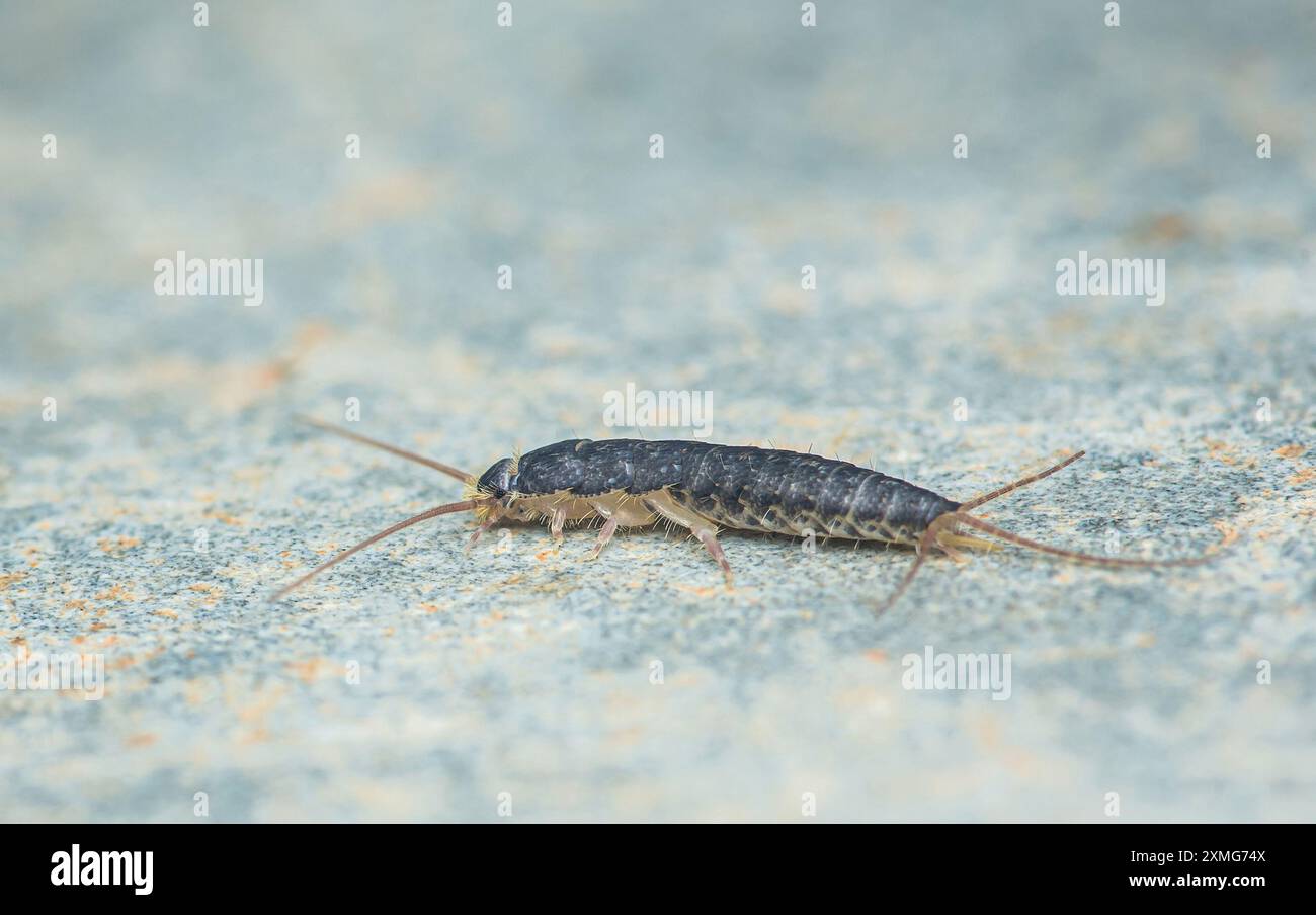 A Silverfish, Lepisma saccharinum on floor, Insect running on floor ...