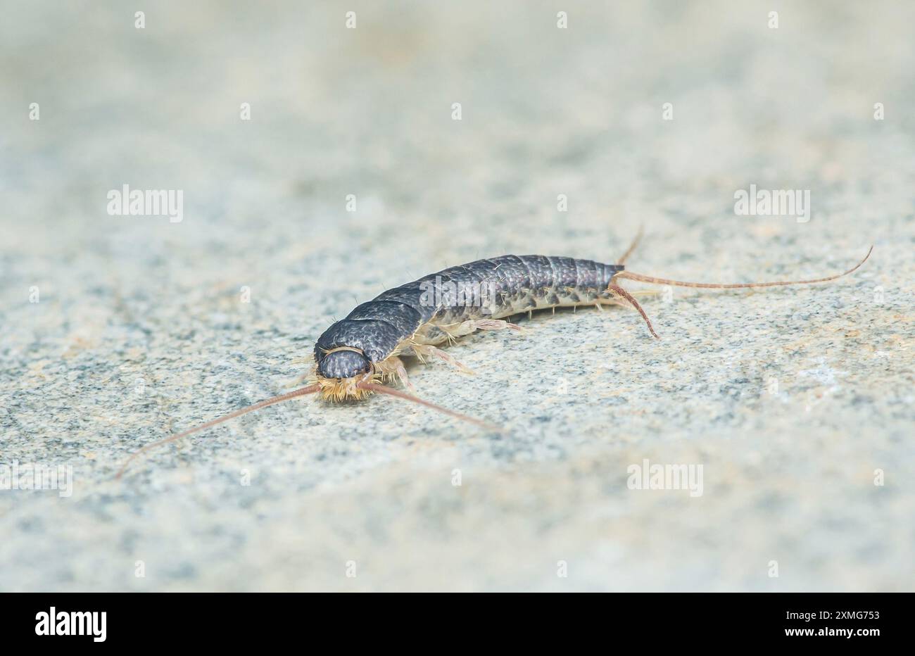 A Silverfish, Lepisma saccharinum on floor, Insect running on floor ...