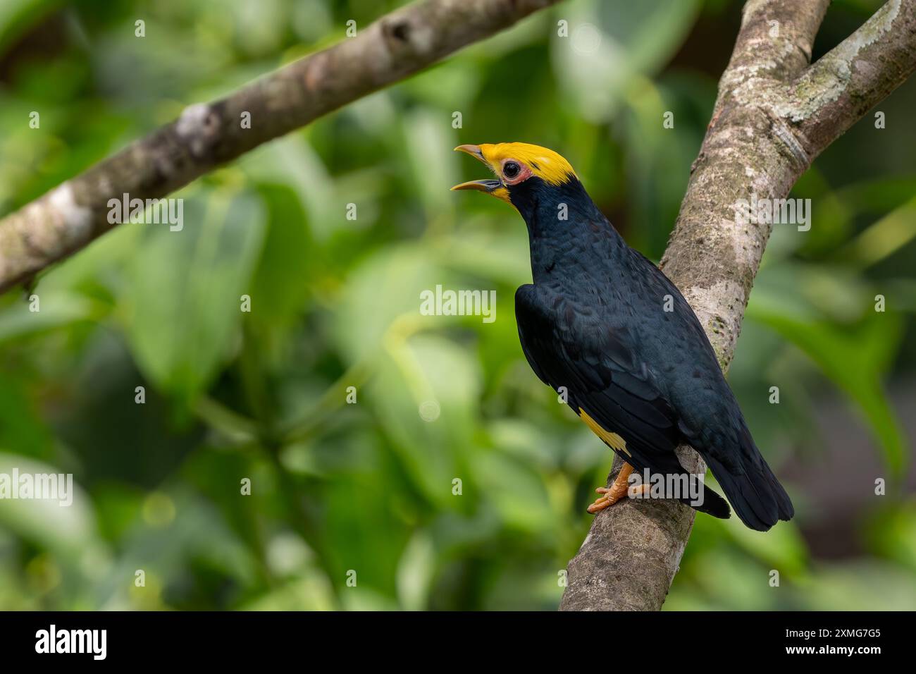 Golden-crested Myna - Ampeliceps coronatus, beautiful colored starling ...