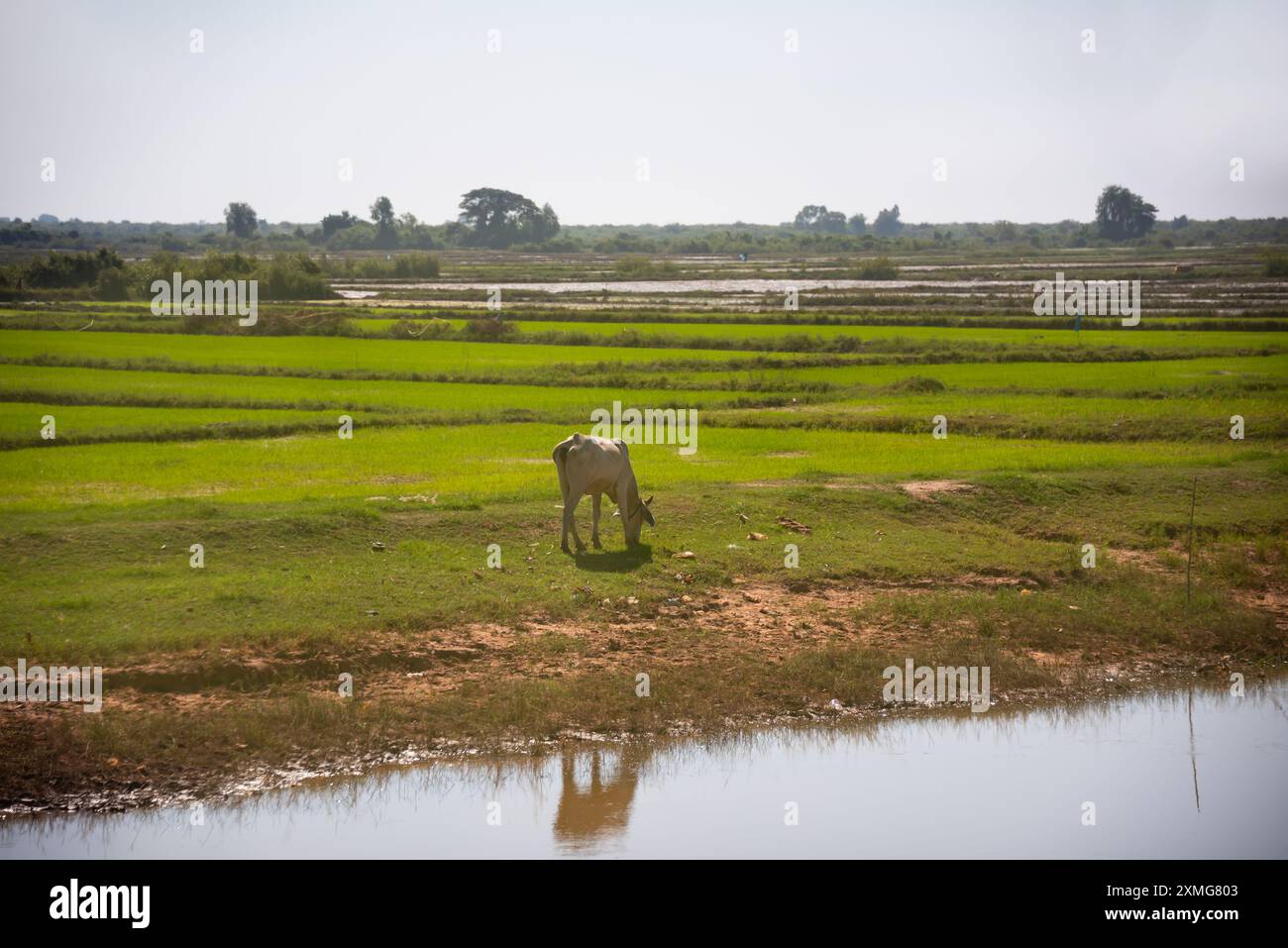 Countryside field with a cow and lake, Cambodia Stock Photo - Alamy