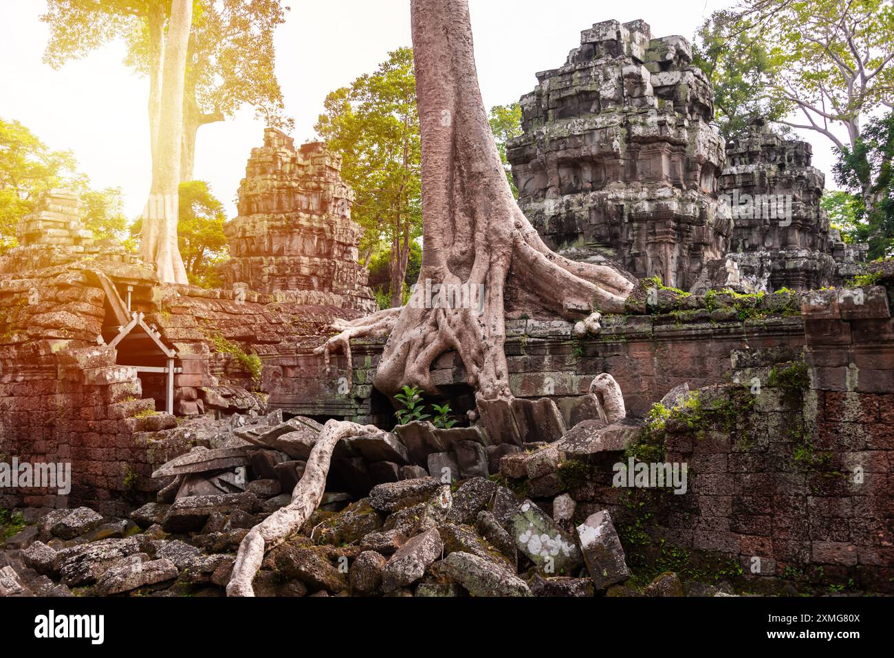 Angkor Thom, ancient temple ruins in Cambodia jungle with trees growing ...