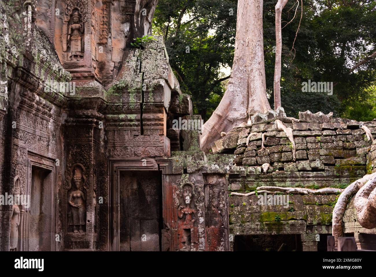 Angkor Thom, ancient temple ruins in Cambodia jungle with trees growing ...