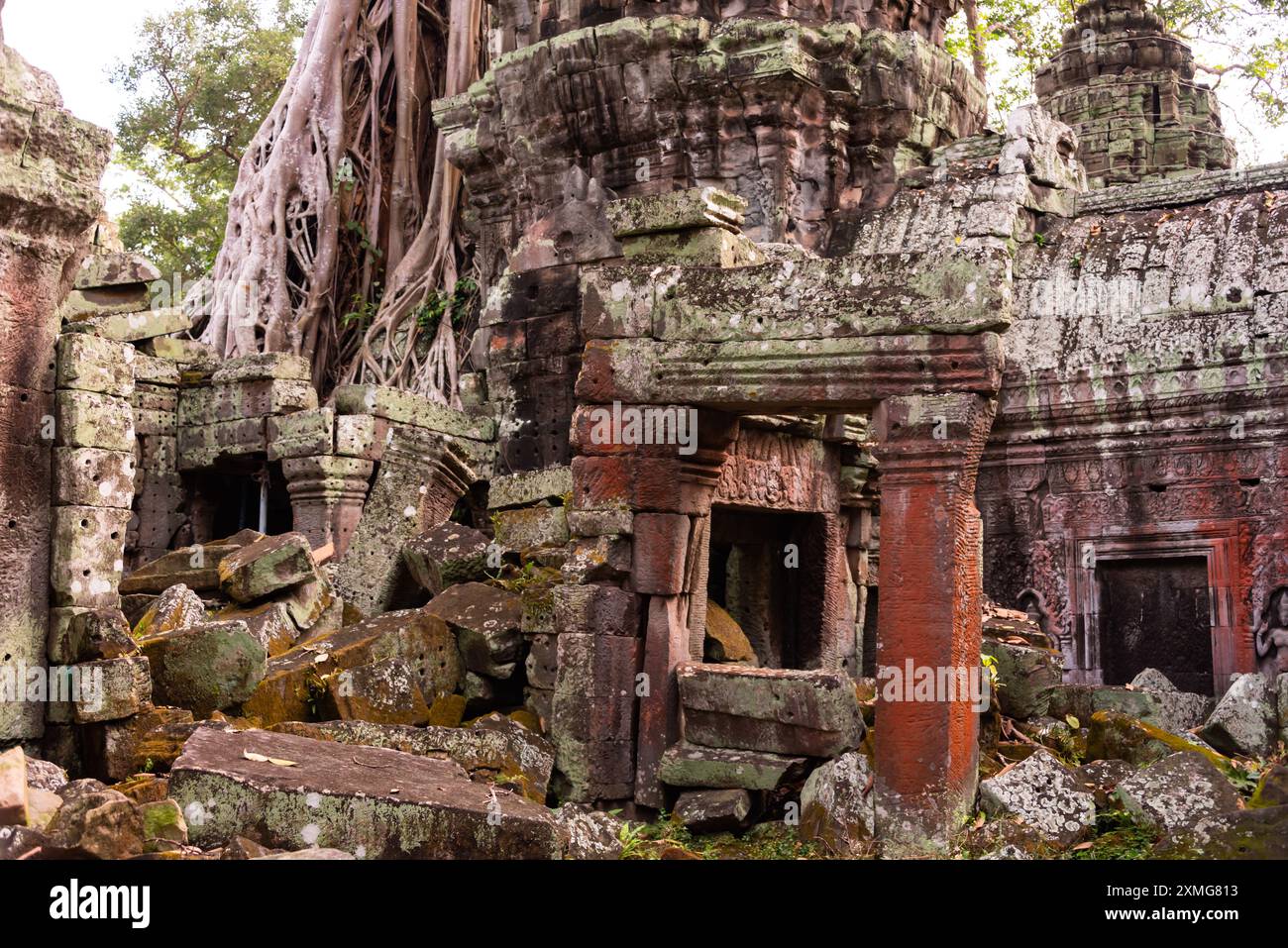 Angkor Thom, ancient temple ruins in Cambodia jungle with trees growing ...