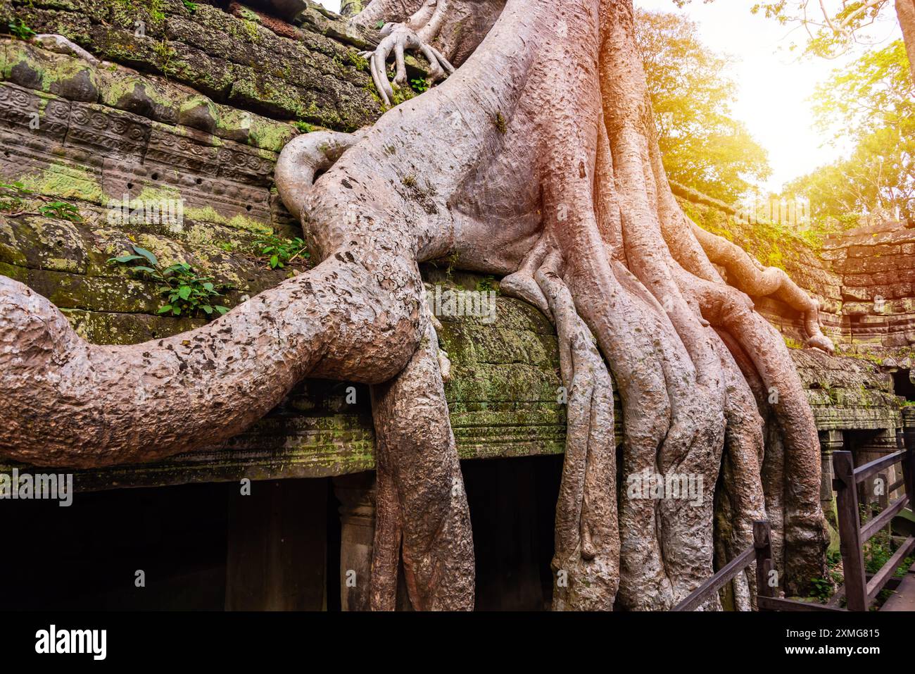Angkor Thom, ancient temple ruins in Cambodia jungle with trees growing ...