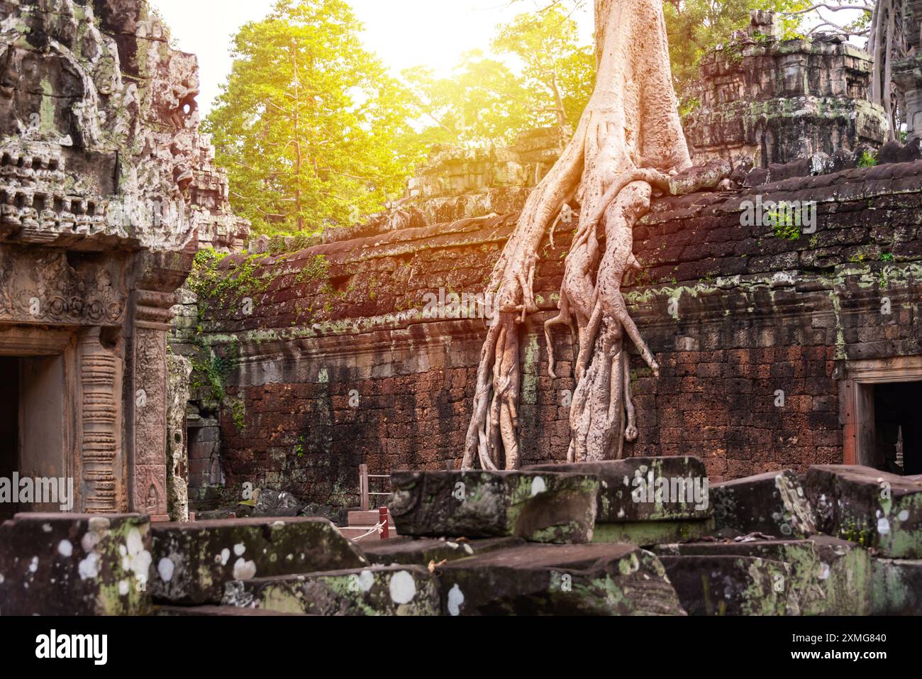 Angkor Thom, ancient temple ruins in Cambodia jungle with trees growing ...