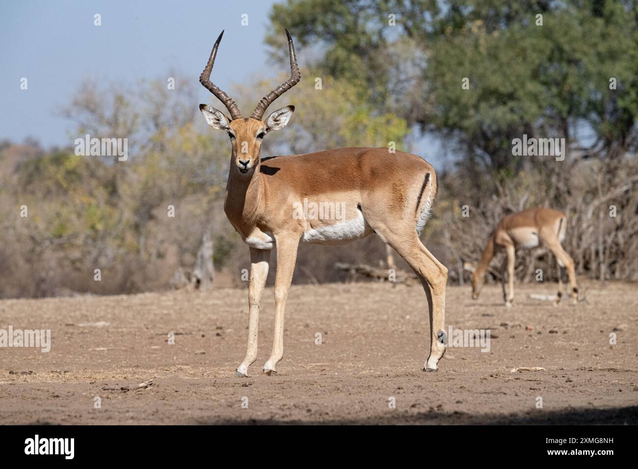 magnificent male Impala standing looking at the camera Stock Photo - Alamy