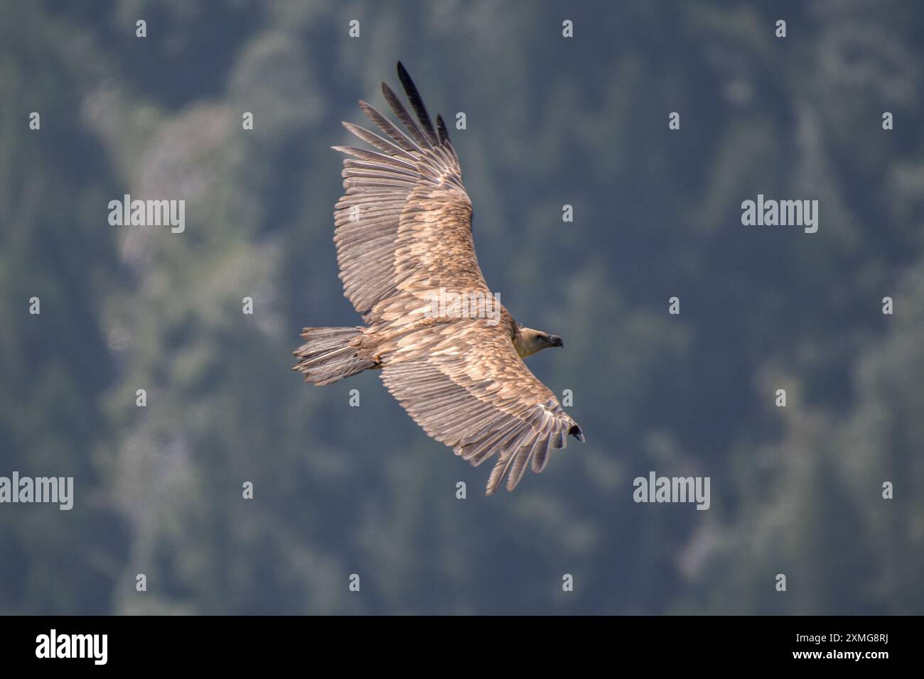 Eurasian griffon vulture (Gyps fulvus) with spred wings fling over a ...