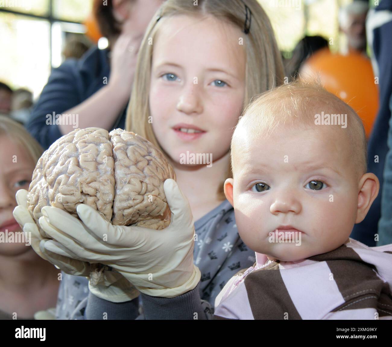 Human brains size hi-res stock photography and images - Alamy