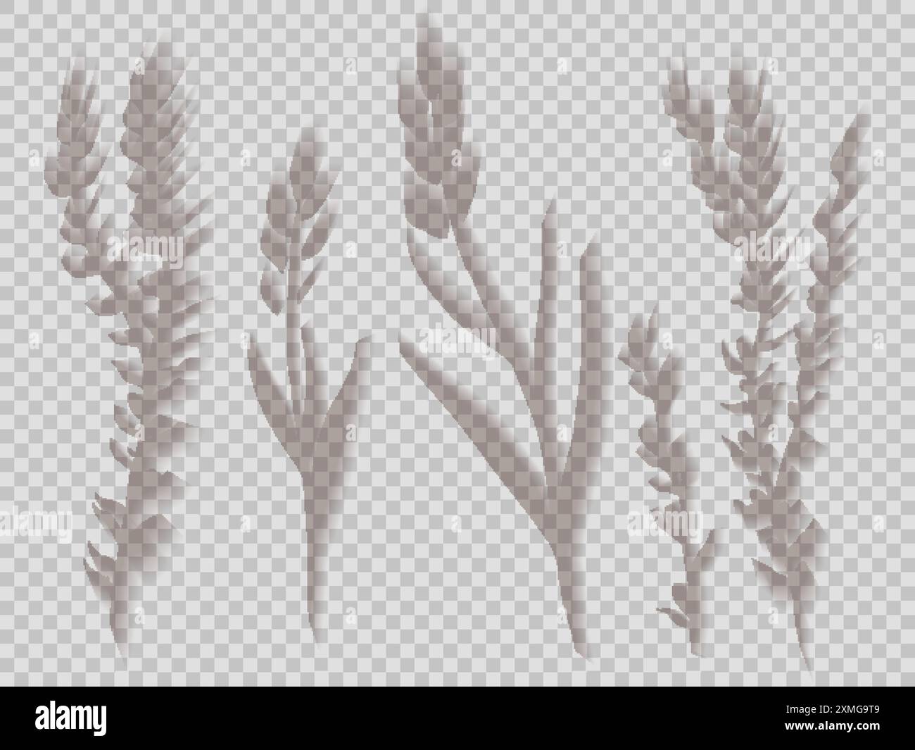 Vector set of transparent shadows of wild herbs isolated from ...
