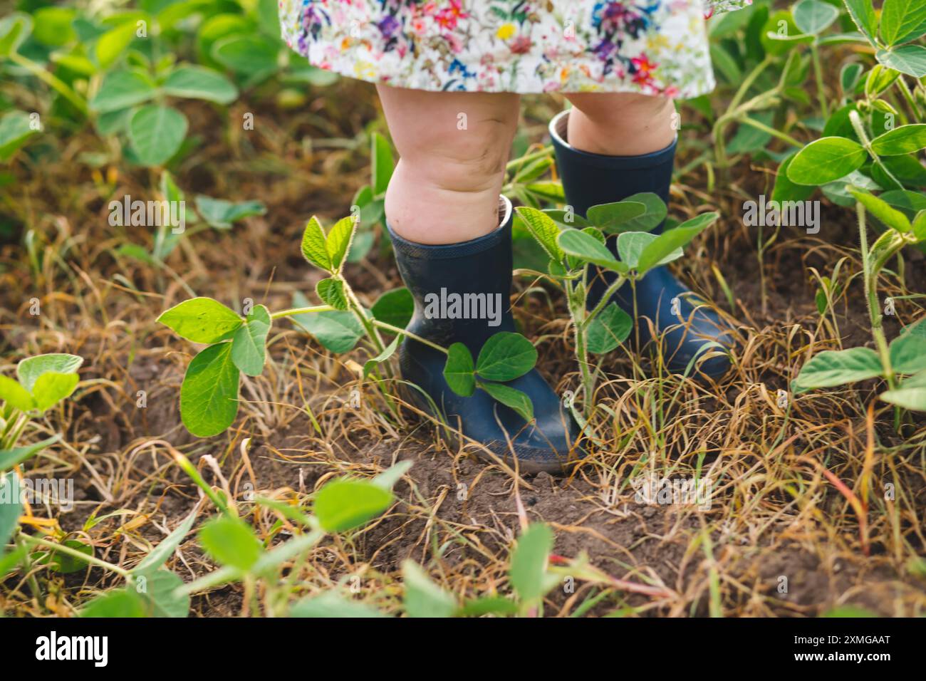 A child's feet in blue rain boots walk through a field of soybean ...