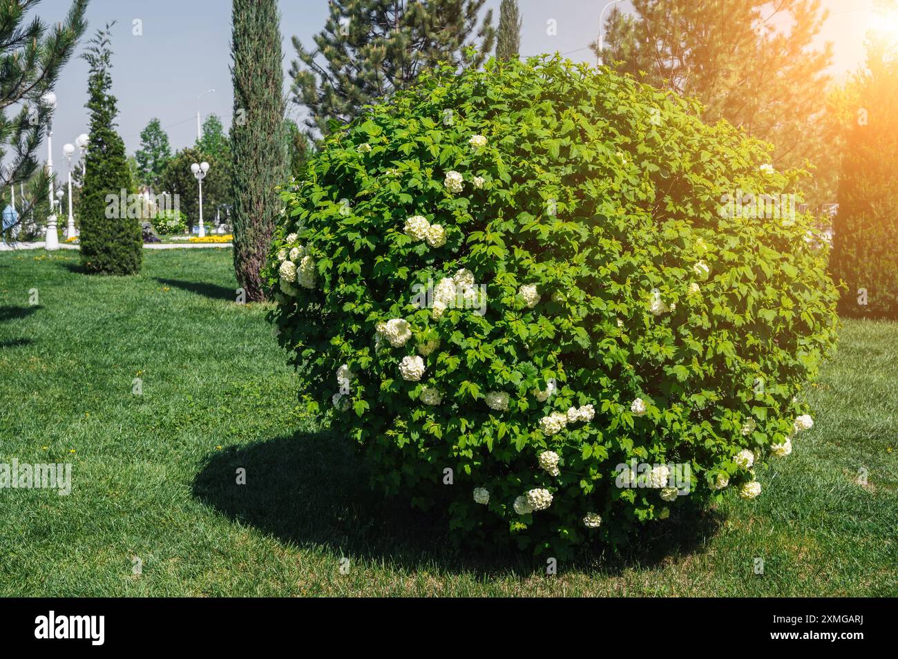blooming spherical buldenezh viburnum bush snowball tree with white ...