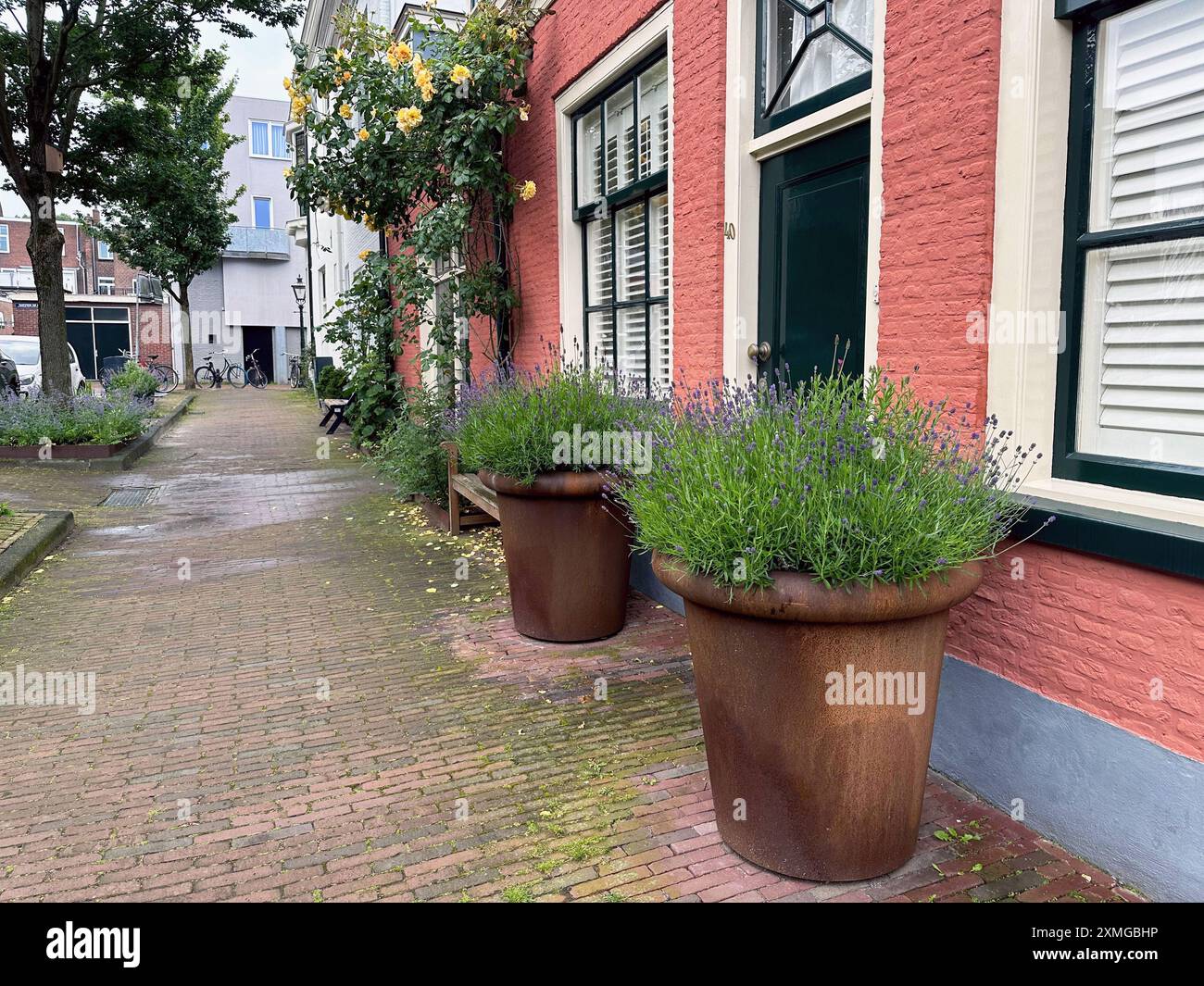 Beautiful plants growing outside houses on city street Stock Photo - Alamy