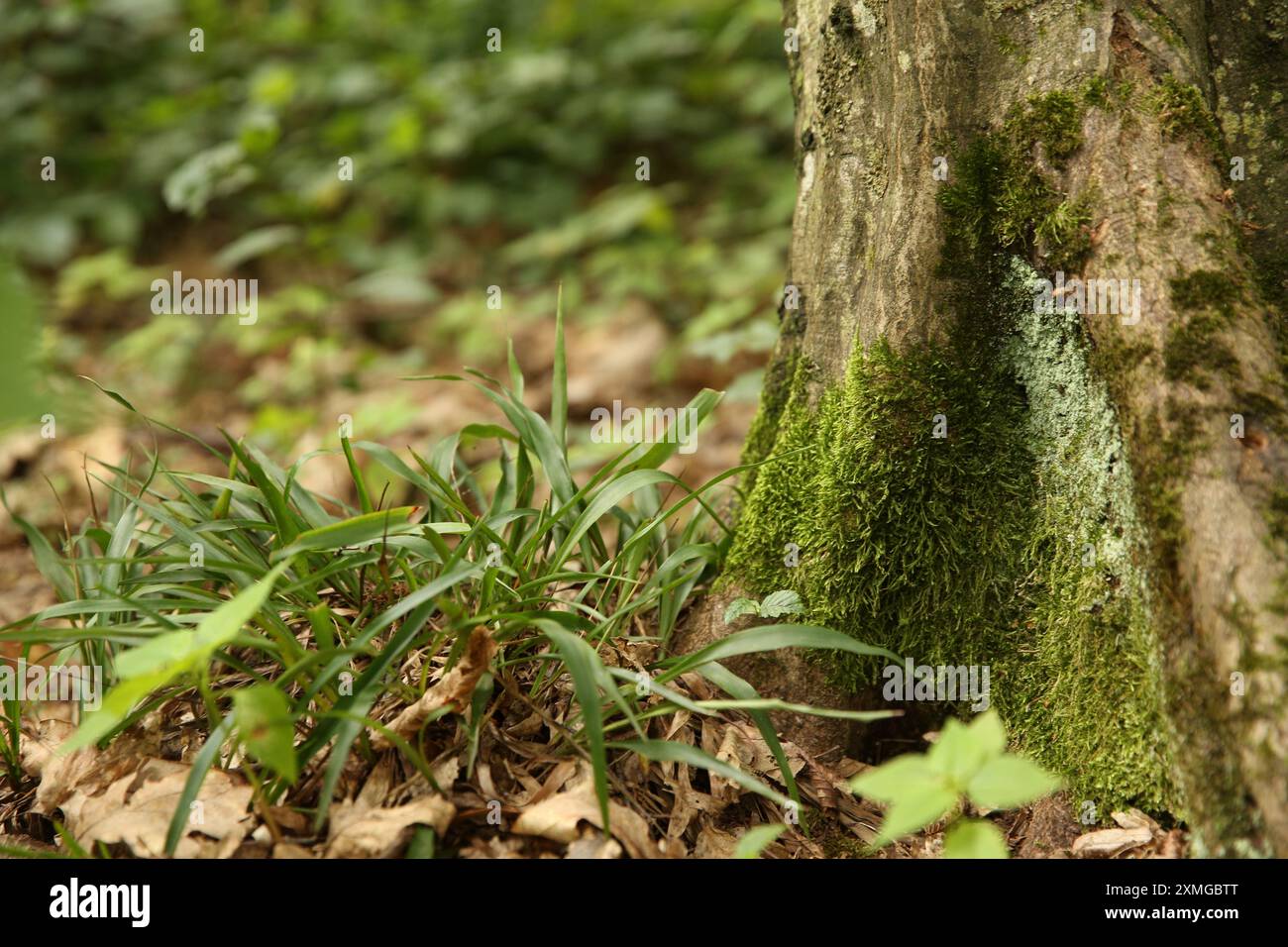 Tree trunk and roots in forest outdoors, closeup Stock Photo - Alamy