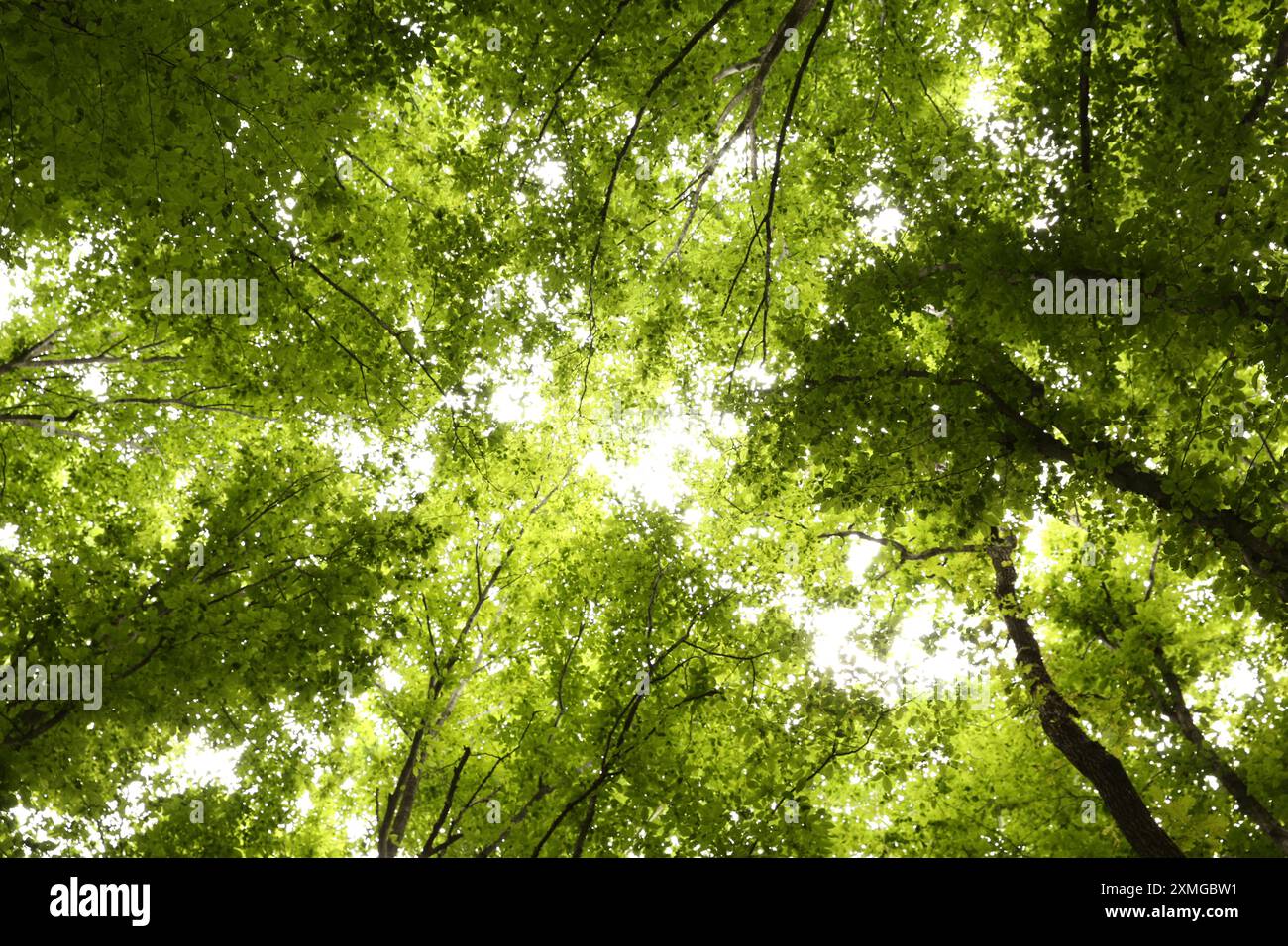 Forest bottom view hi-res stock photography and images - Alamy