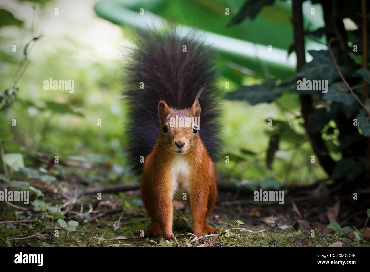 frontal view of a curious cute squirrel looking into the camera with ...