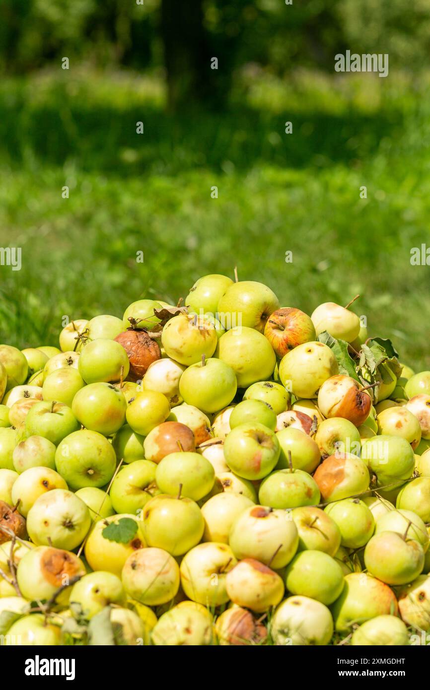 Pile organic green apples hi-res stock photography and images - Alamy