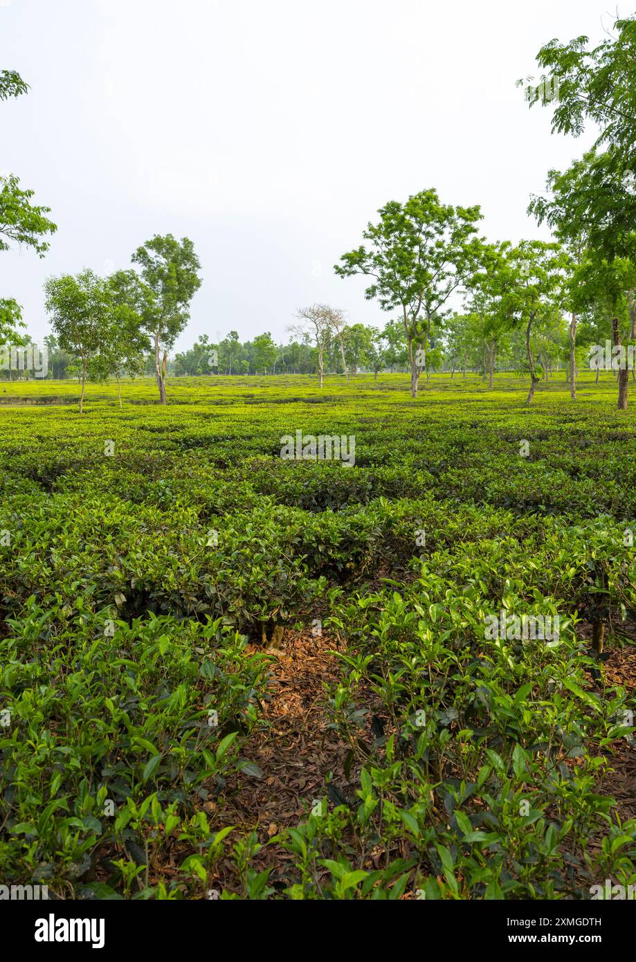 Sylhet bangladesh tea hi-res stock photography and images - Alamy