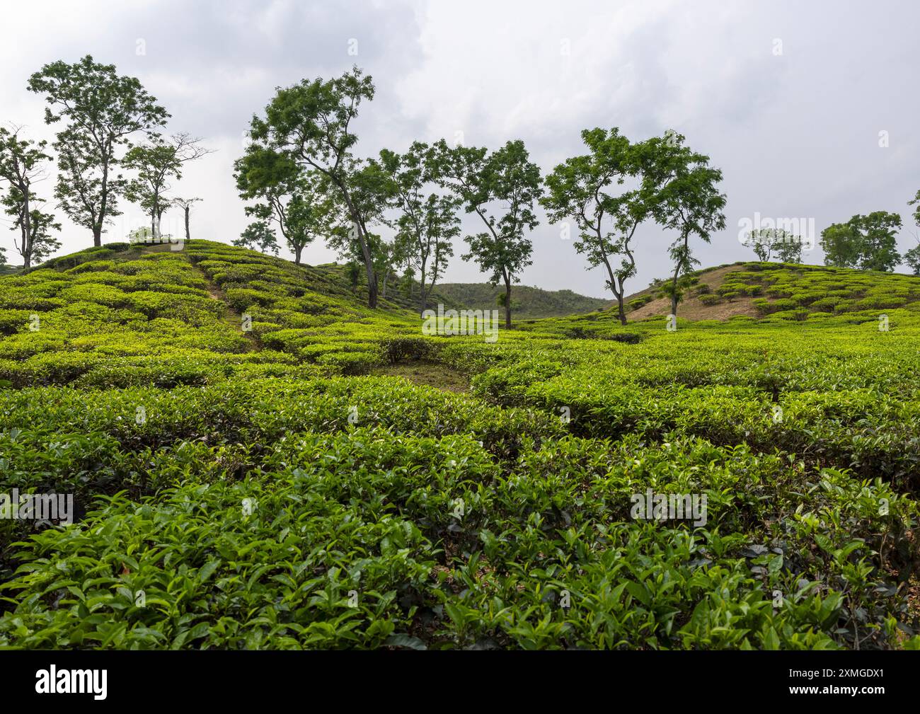 Sylhet bangladesh tea hi-res stock photography and images - Alamy
