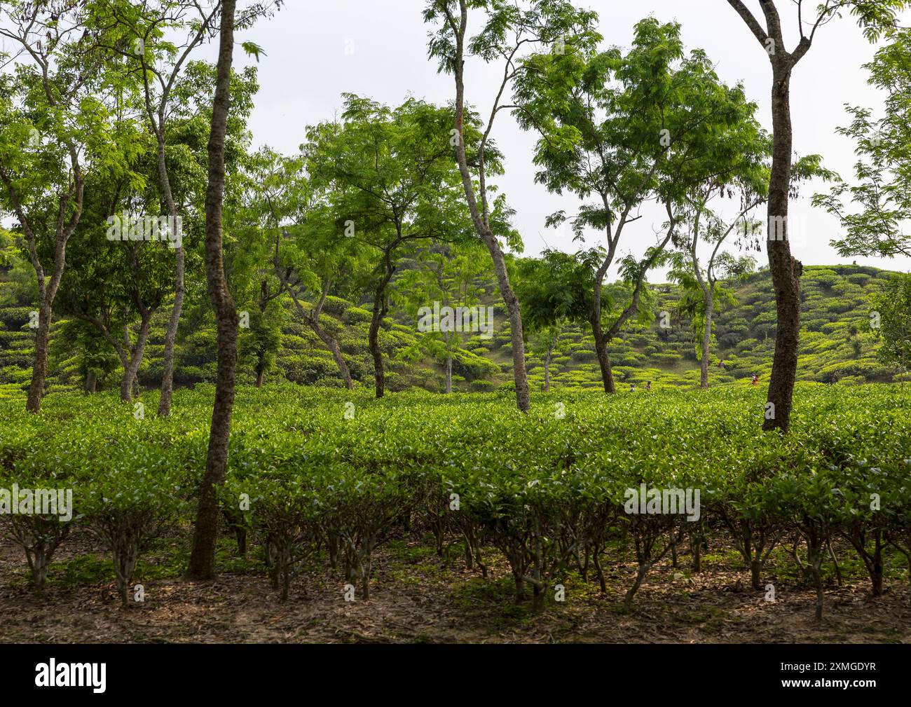 Sylhet bangladesh tea hi-res stock photography and images - Alamy