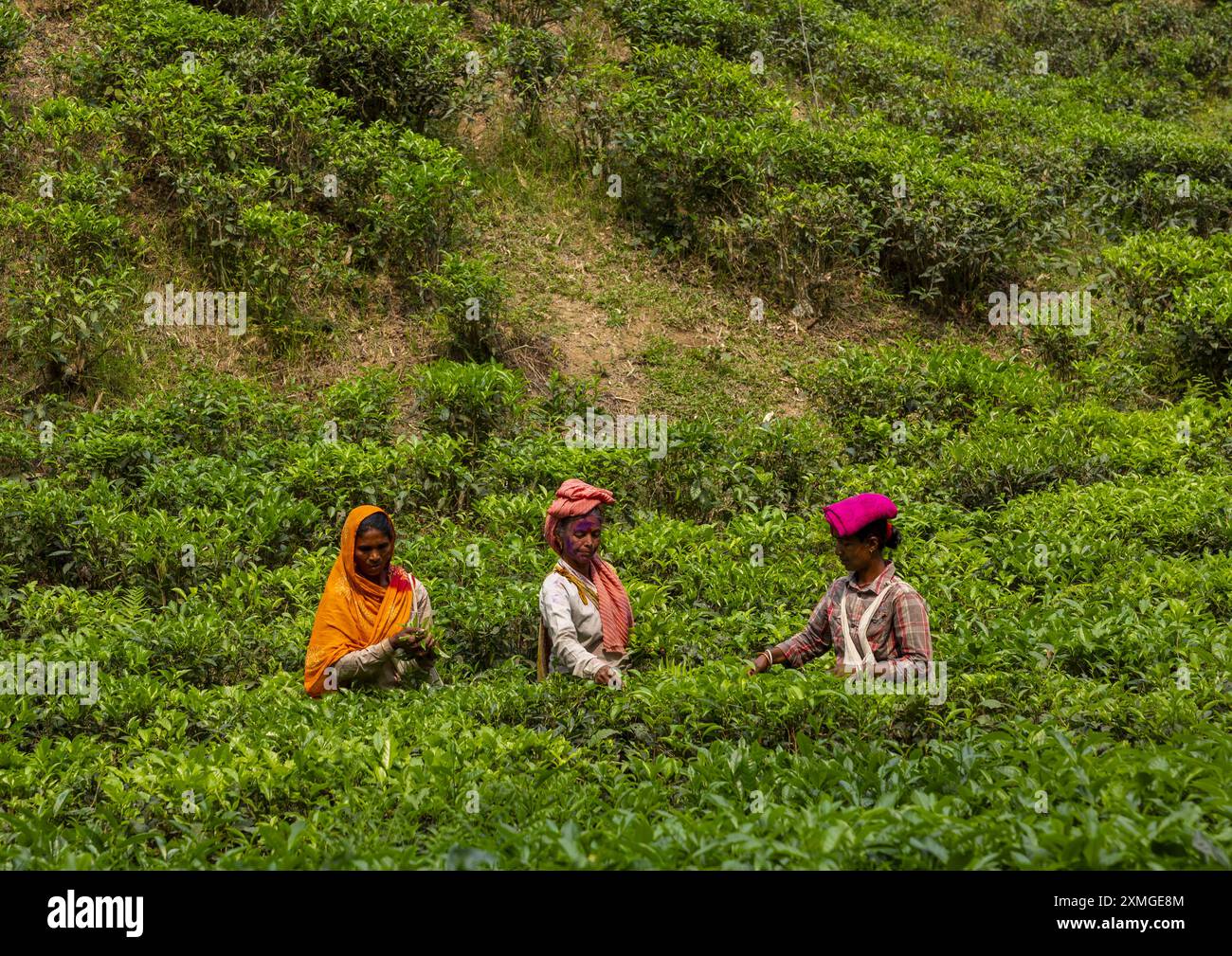 Tea plantations in bangladesh hi-res stock photography and images - Alamy