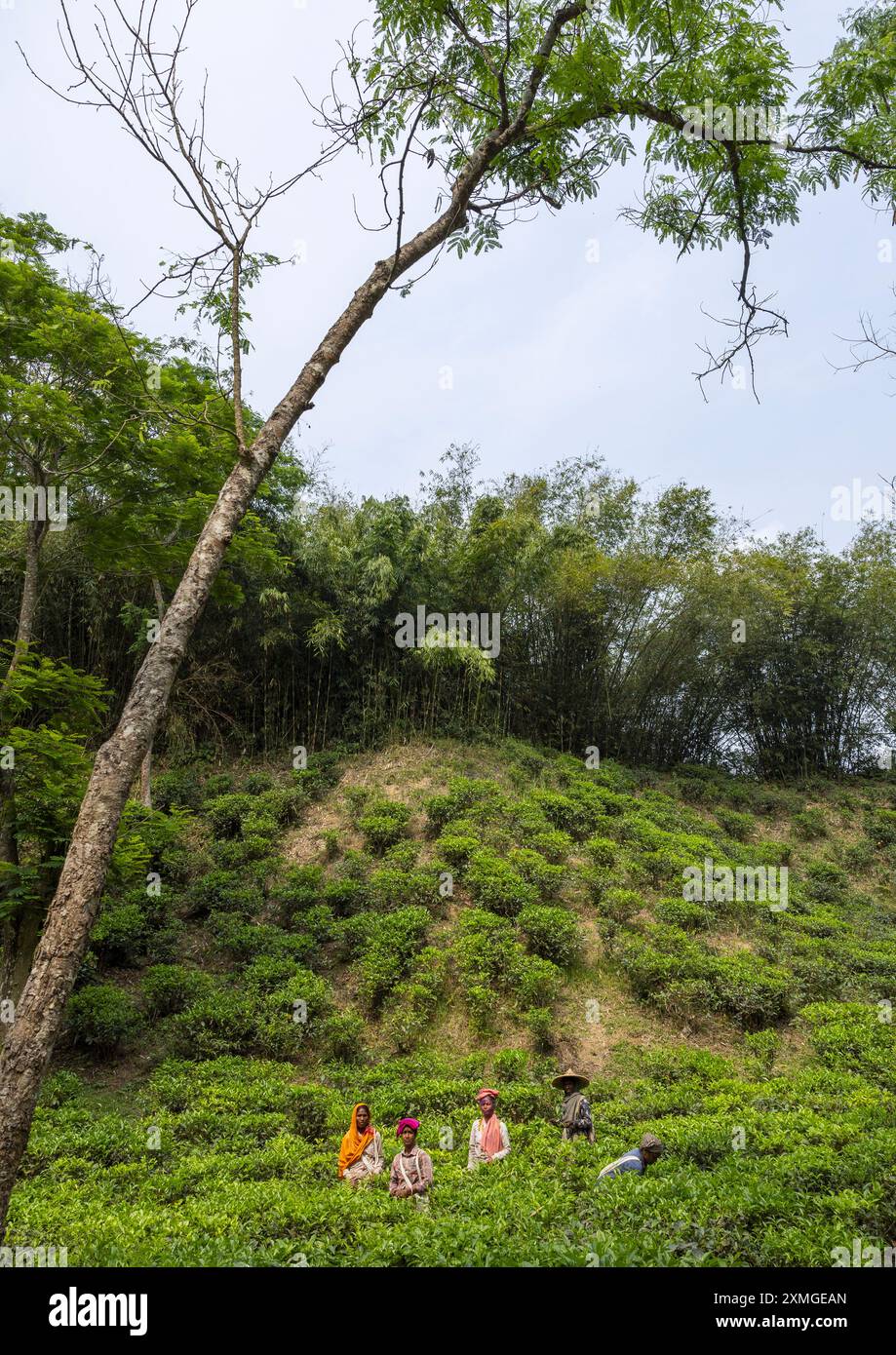 Tea plantations in bangladesh hi-res stock photography and images - Alamy