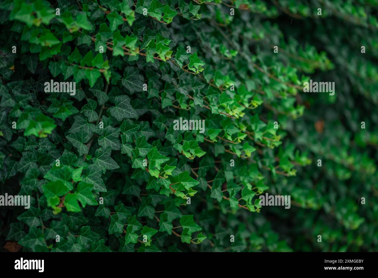 Green ivy covered fence hi-res stock photography and images - Alamy