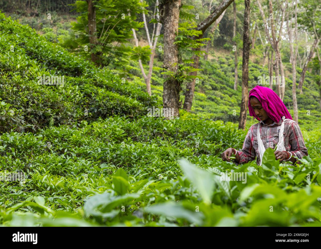 Tea plantations in bangladesh hi-res stock photography and images - Alamy