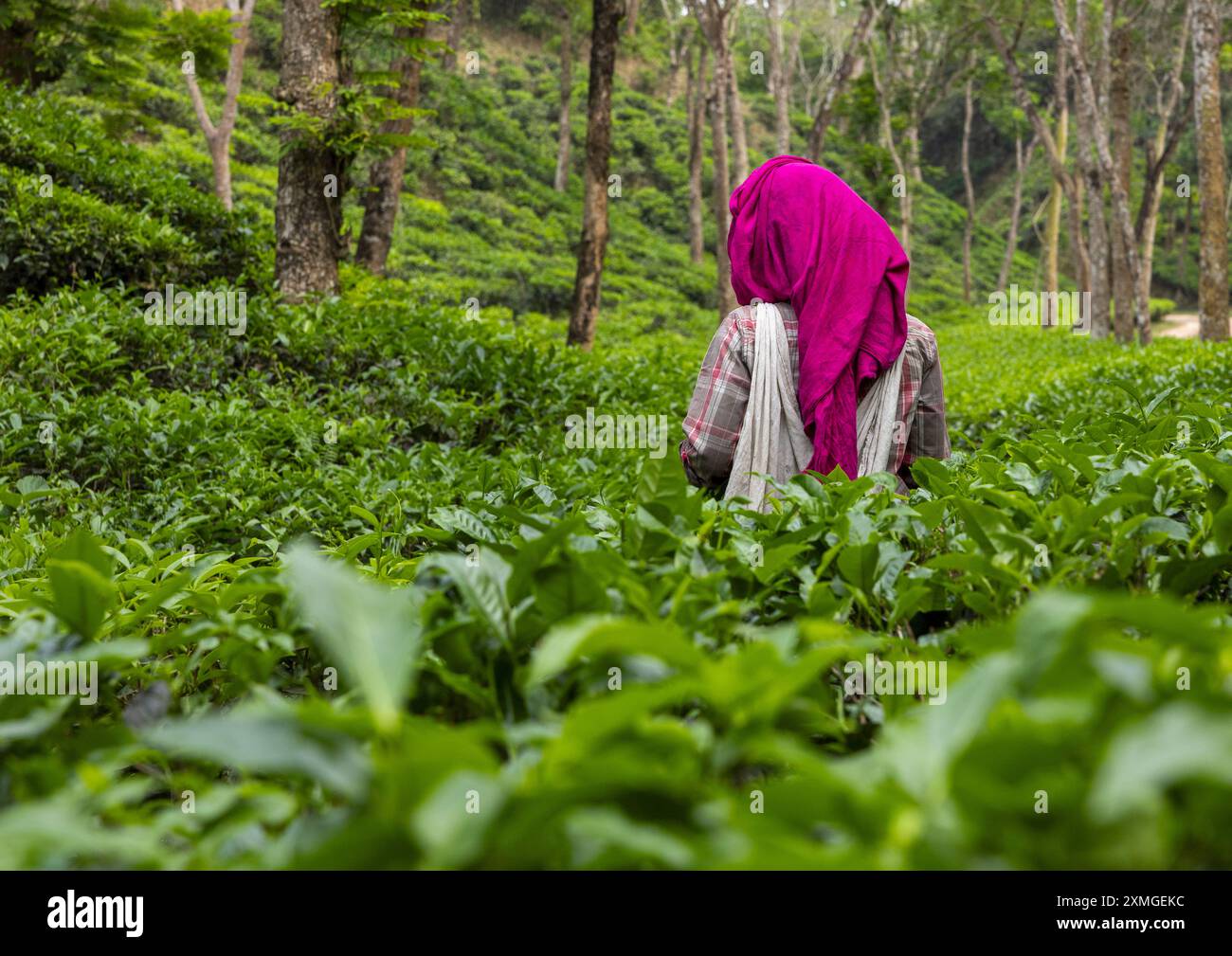 Tea plantations in bangladesh hi-res stock photography and images - Alamy