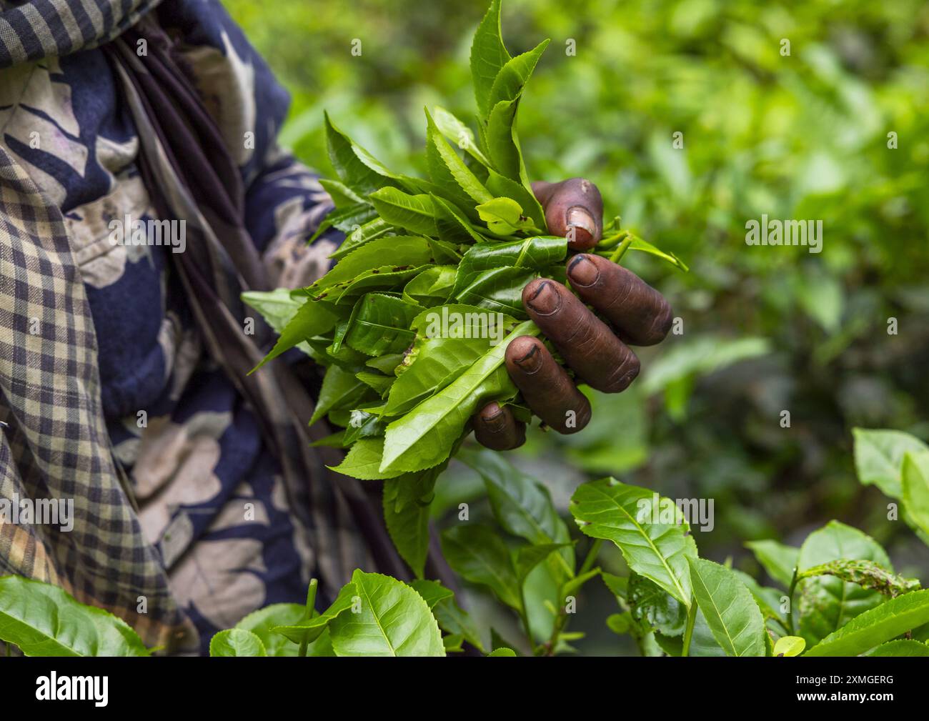 Tea plantations in bangladesh hi-res stock photography and images - Alamy