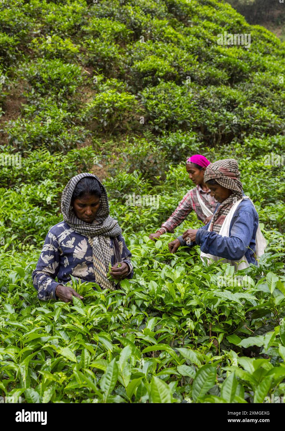 Tea plantations in bangladesh hi-res stock photography and images - Alamy