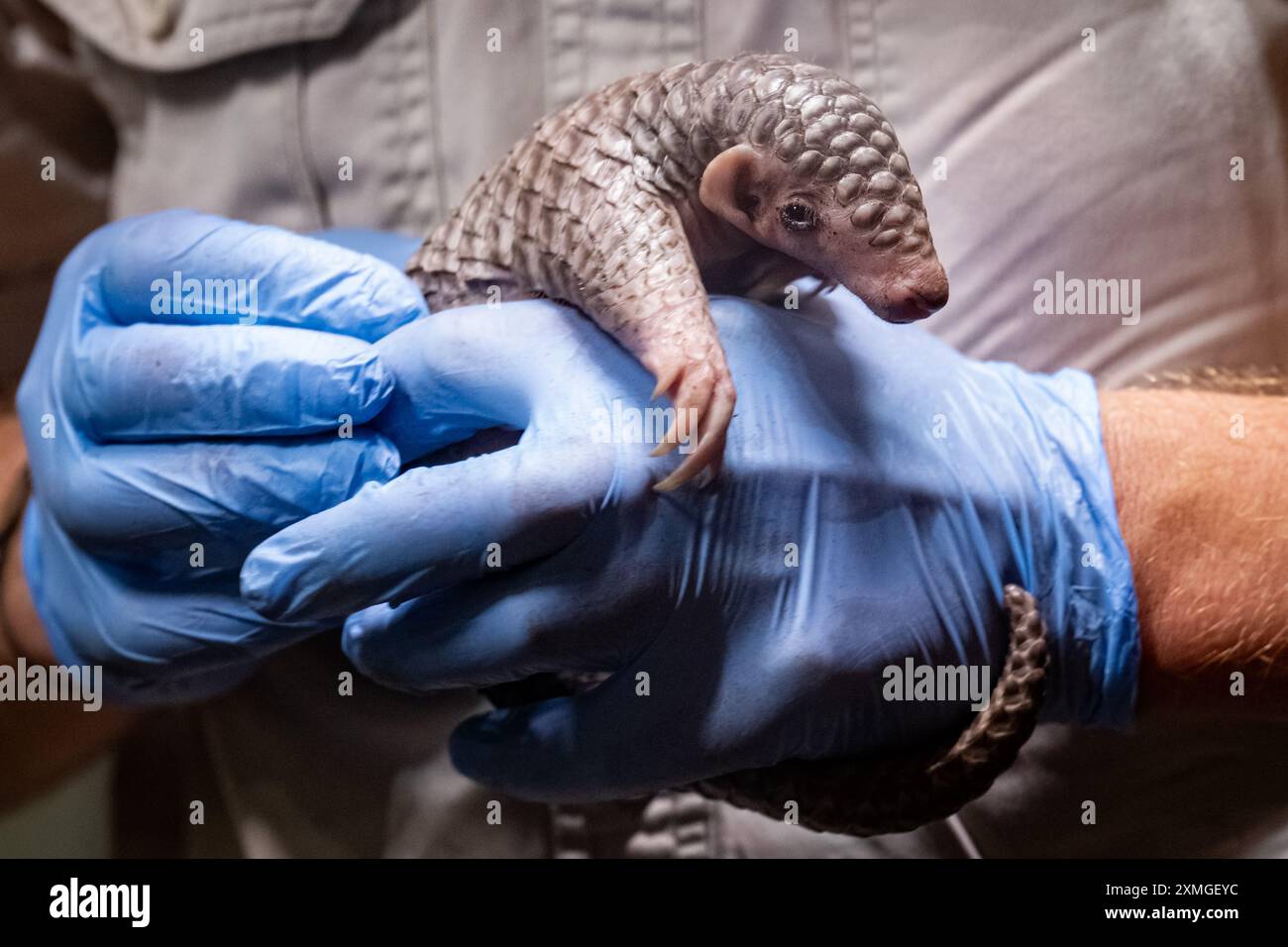 Chinese pangolin cub born in Prague Zoo on the first day of July ...