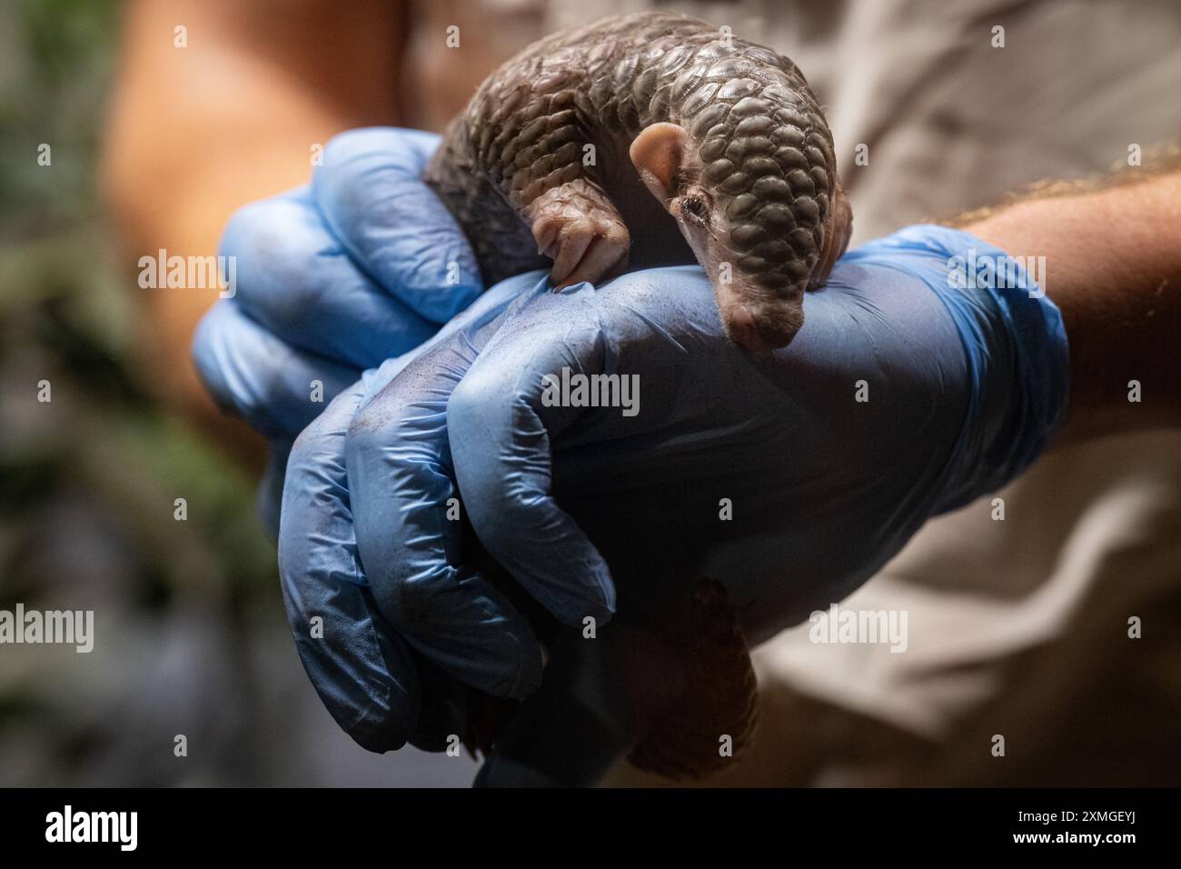 Chinese pangolin cub born in Prague Zoo on the first day of July ...