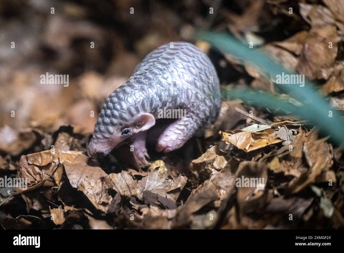 July, Prague. 27th July, 2024. Chinese pangolin cub born in Prague Zoo ...