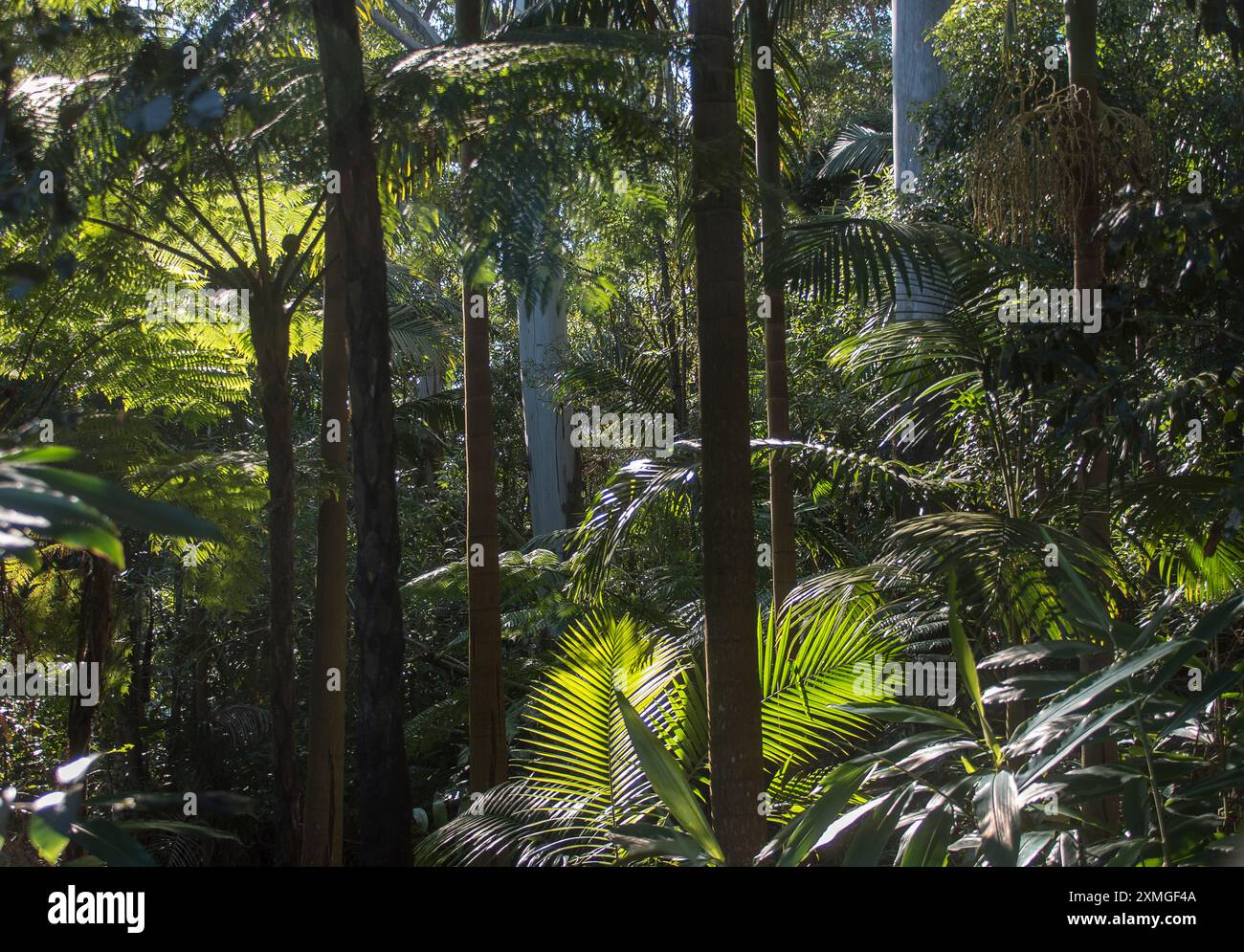 Green understrorey of lowland subtropical rainforest backlit by winter ...