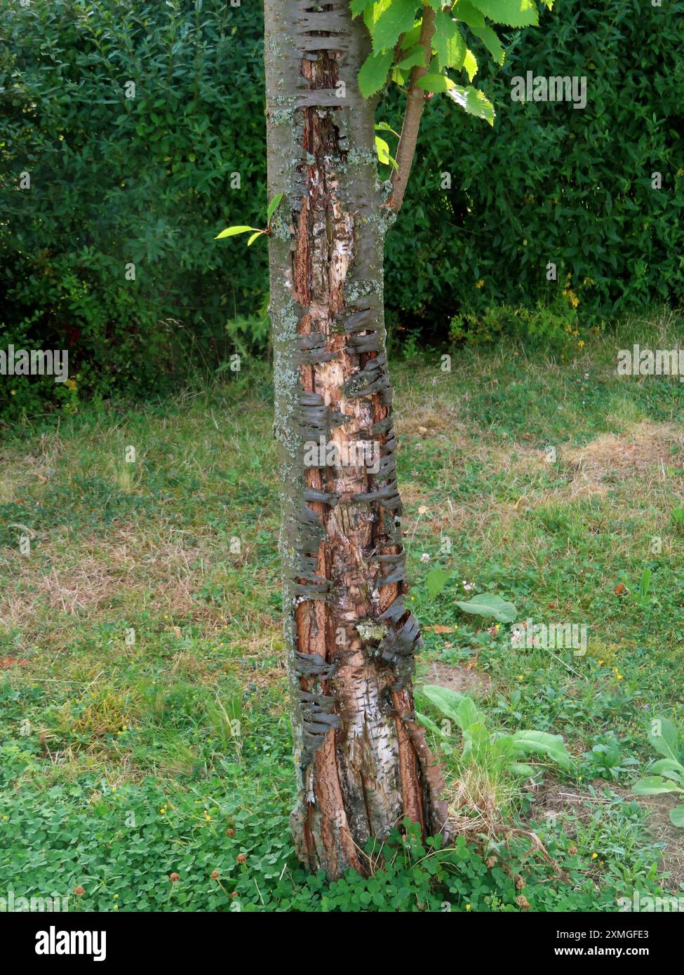 ...junge Baeume und bereits schwer geschaedigt...wie ist das moeglich ...