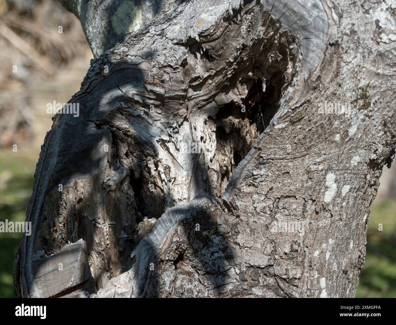 Trunk old Hass avocado tree (persea americana) in orchard in Queensland ...
