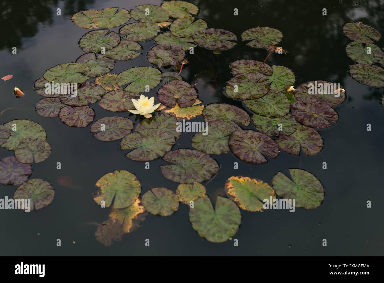 water lily Nymphaea odorata in small pond. High quality photo Stock ...