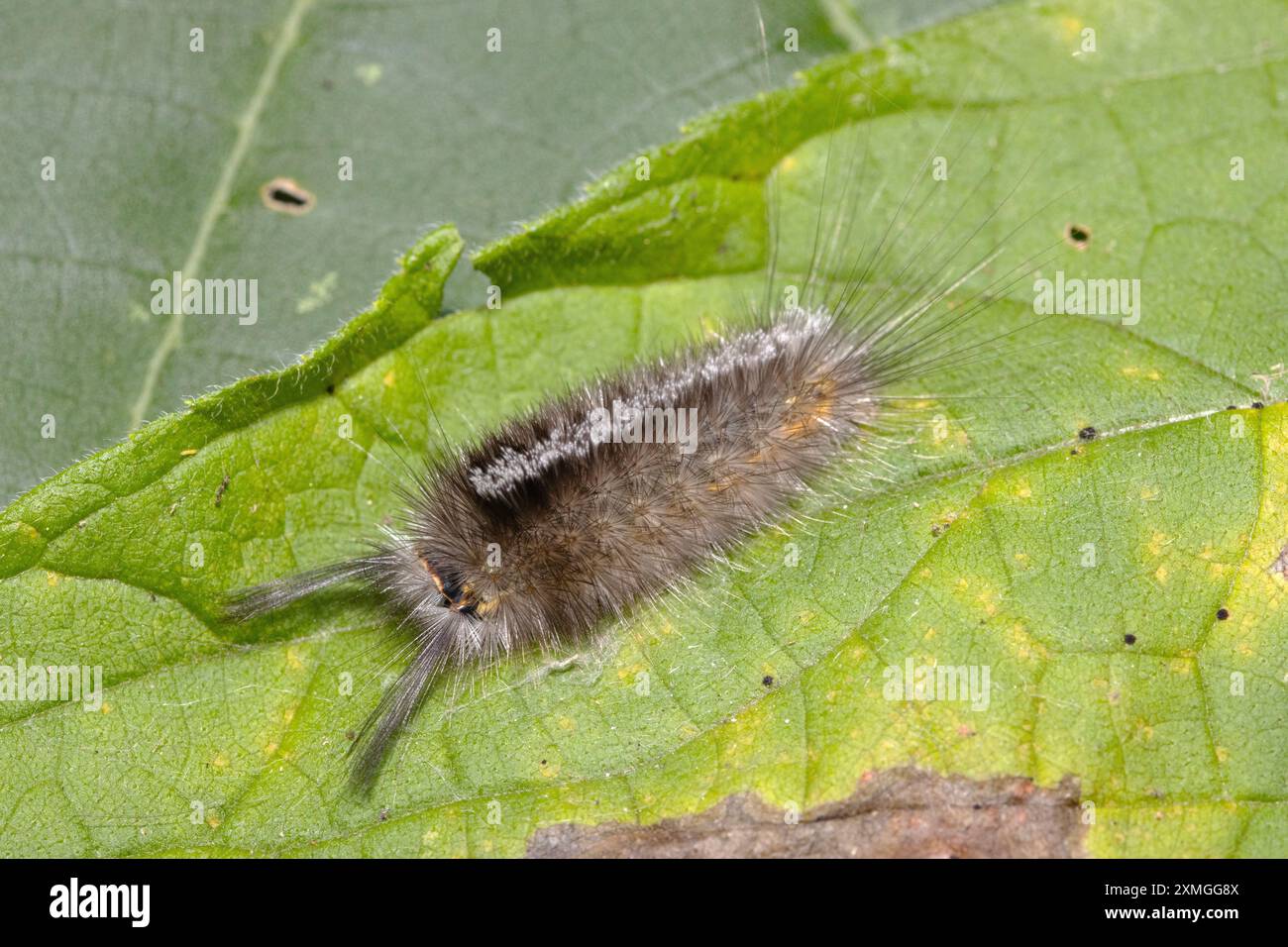 Banded vapourer hi-res stock photography and images - Alamy