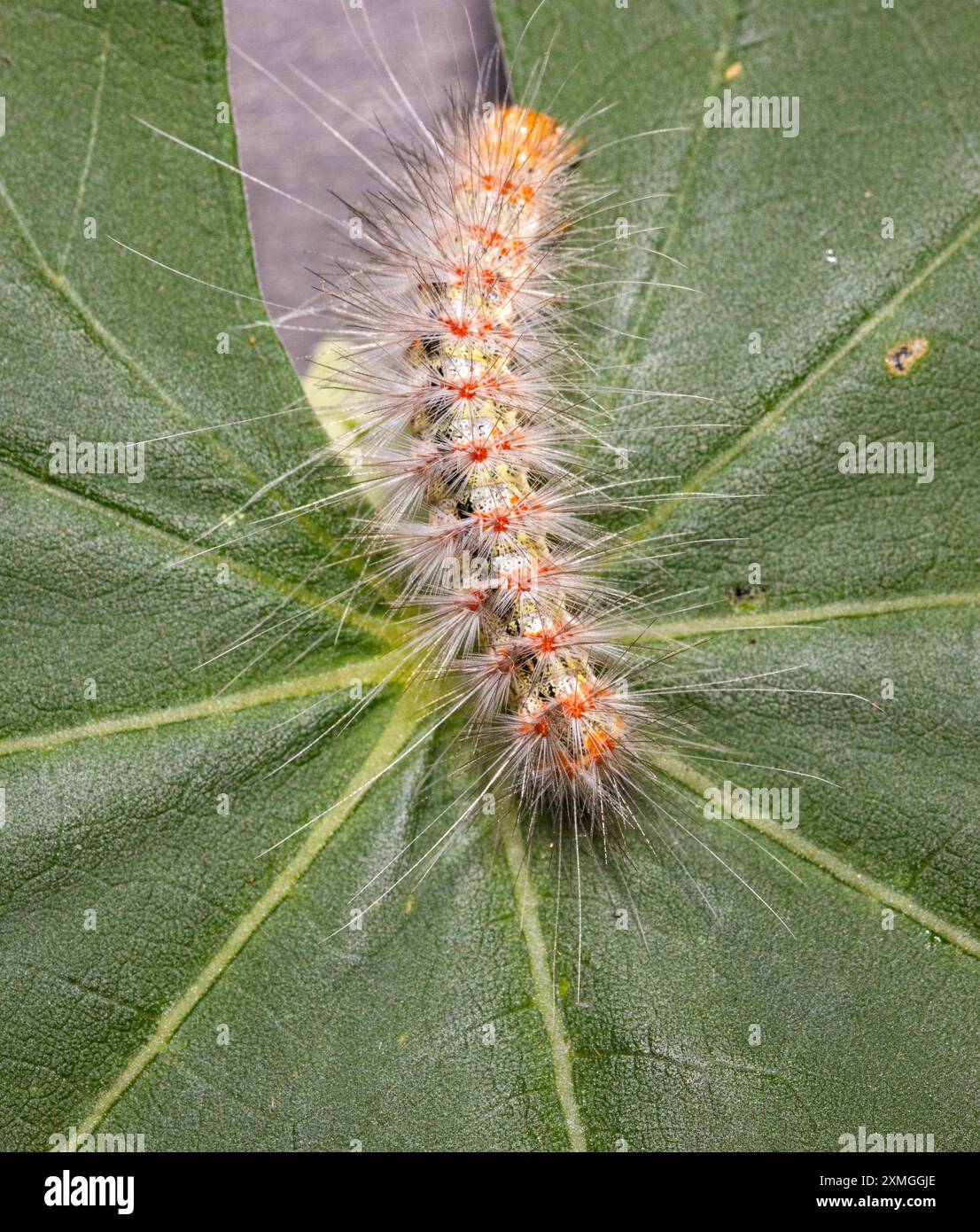 The caterpillar of the Fig Tussock moth is a light tan with orange ...