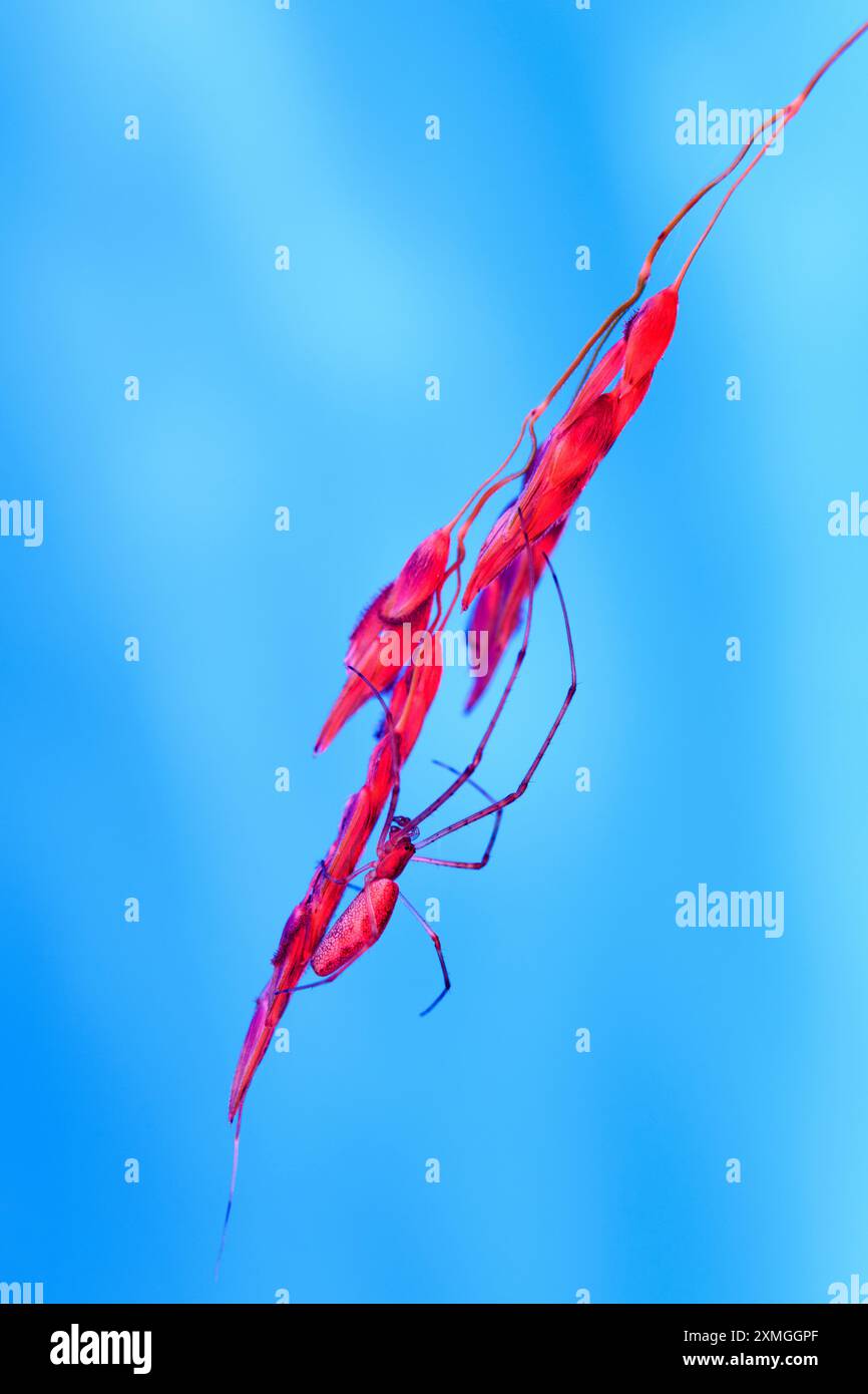 Magnified spider hi-res stock photography and images - Alamy