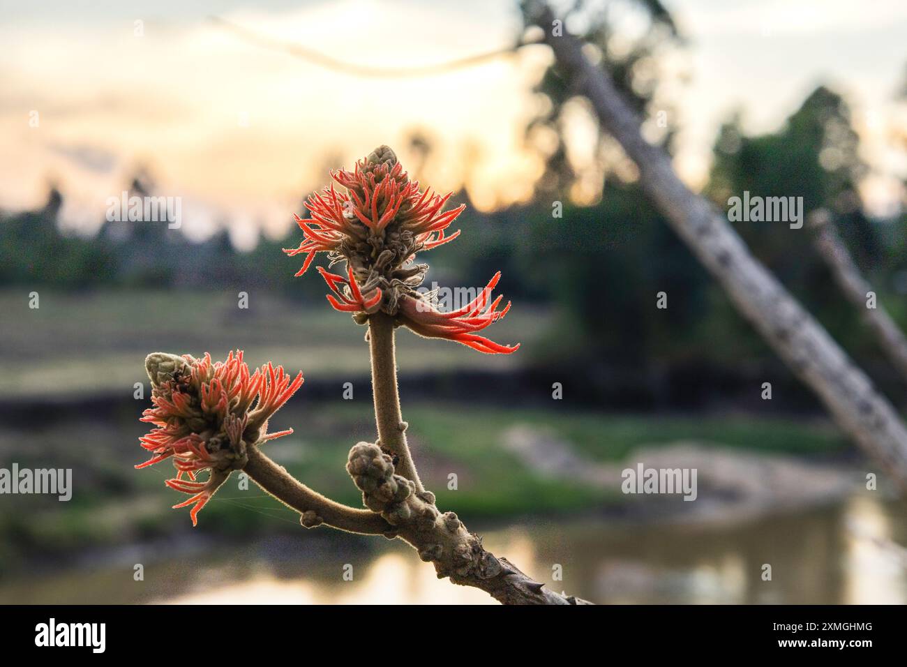 Red wild flowers on a tree at sunset Stock Photo - Alamy