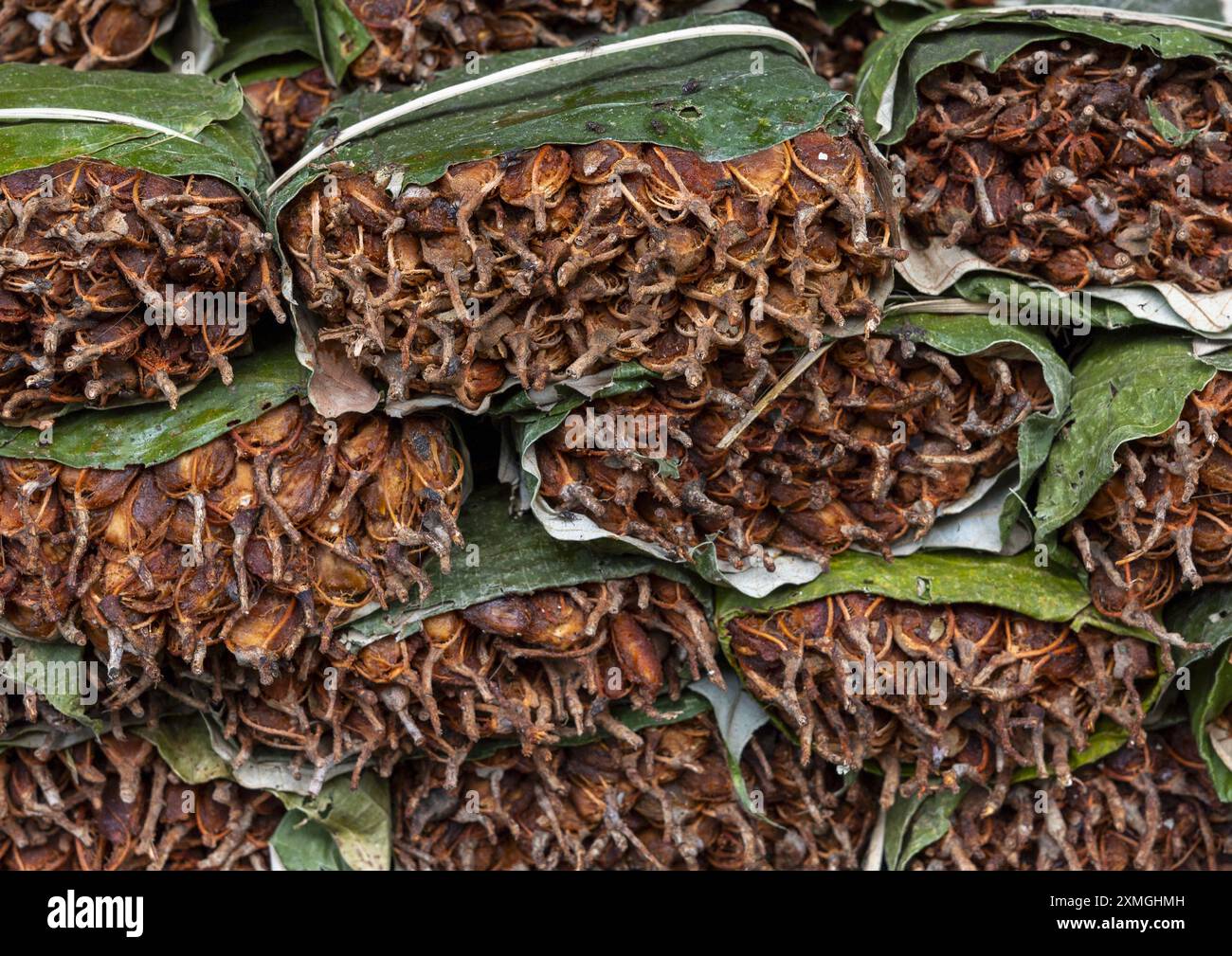 Chakma tribe hi-res stock photography and images - Alamy